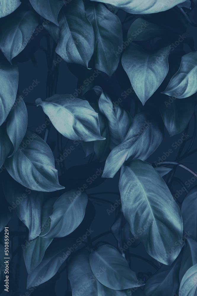 tropical leaves, abstract green leaf texture in garden, nature ...
