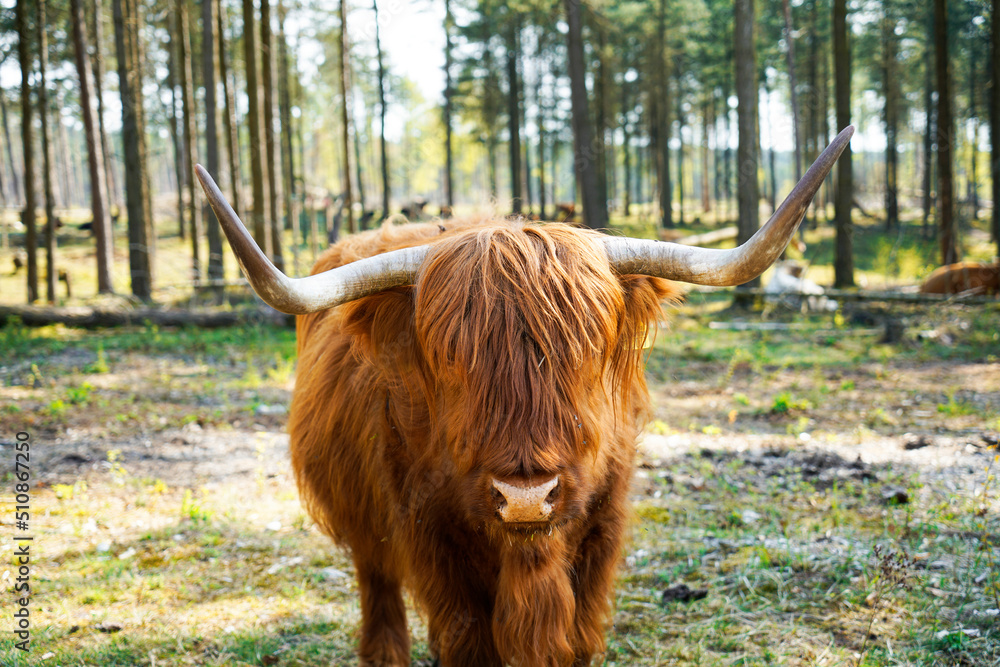 Scottish highland cattle, Bos taurus taurus. Old breed of cattle from ...