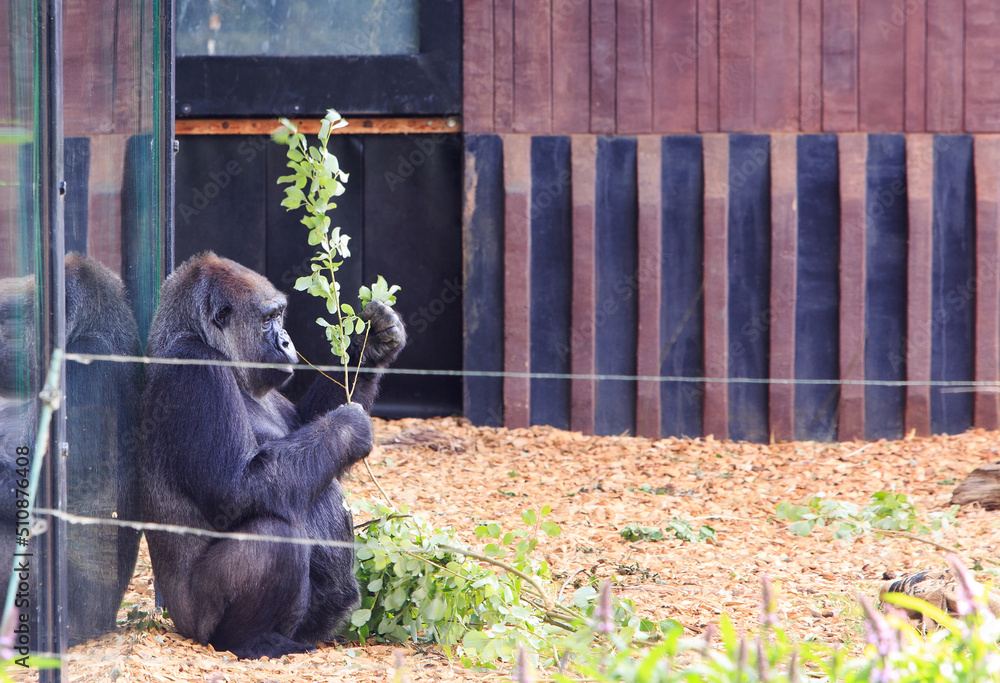 Captive Western Lowland Gorilla Gorilla sitting against a glass viewing ...