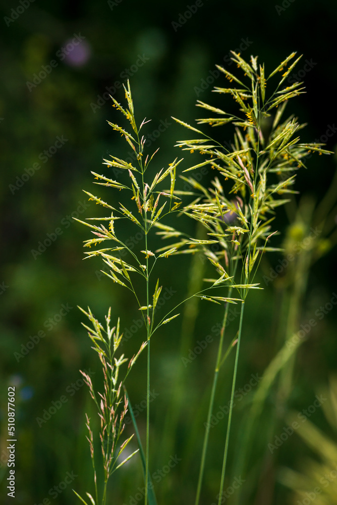 Graceful spikelets of Awnless brome (Bromopsis inermis) on meadow near ...
