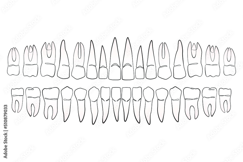Teeth line art on white isolated background. Lower and upper dentition ...