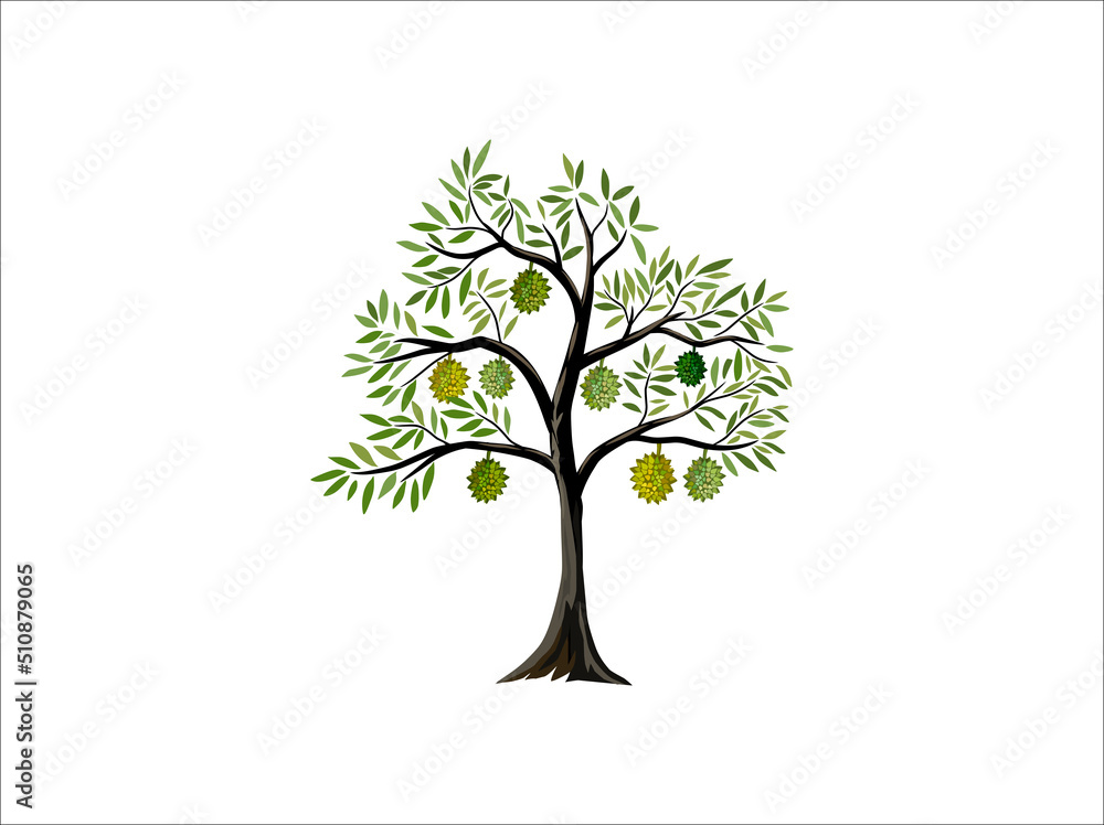 durian tree with ripe durian fruit vector illustrations Stock Vector ...