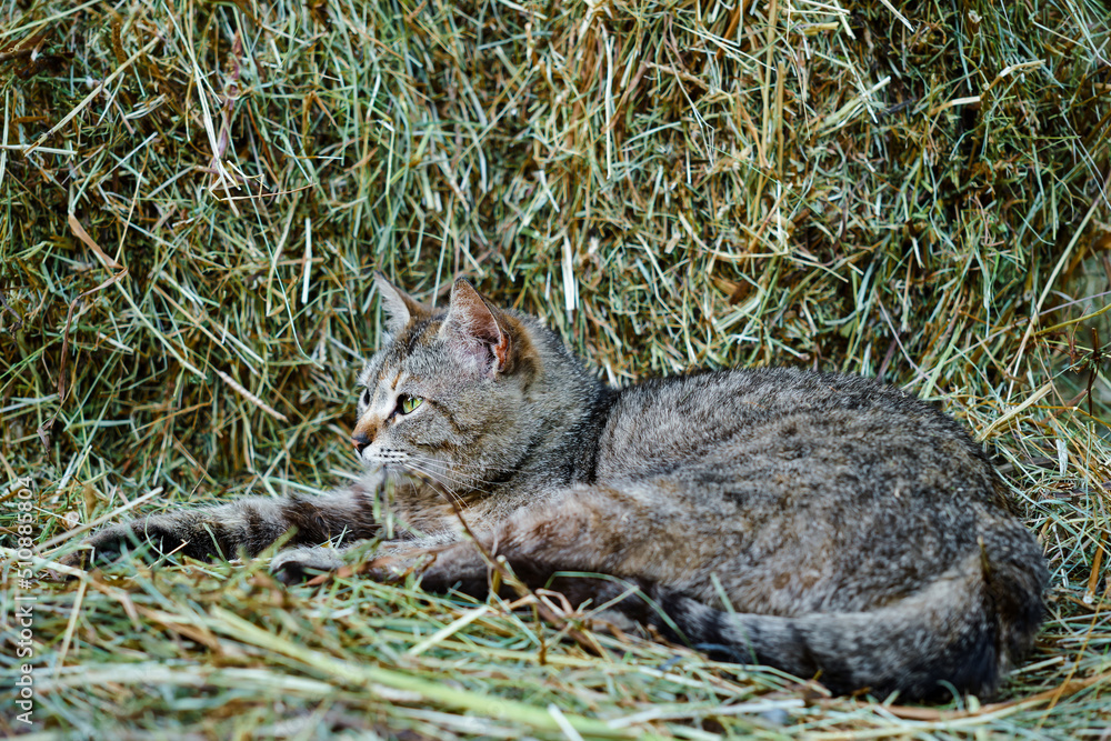 Young gray outbred cat with green eyes lies in a stack of fresh hay ...