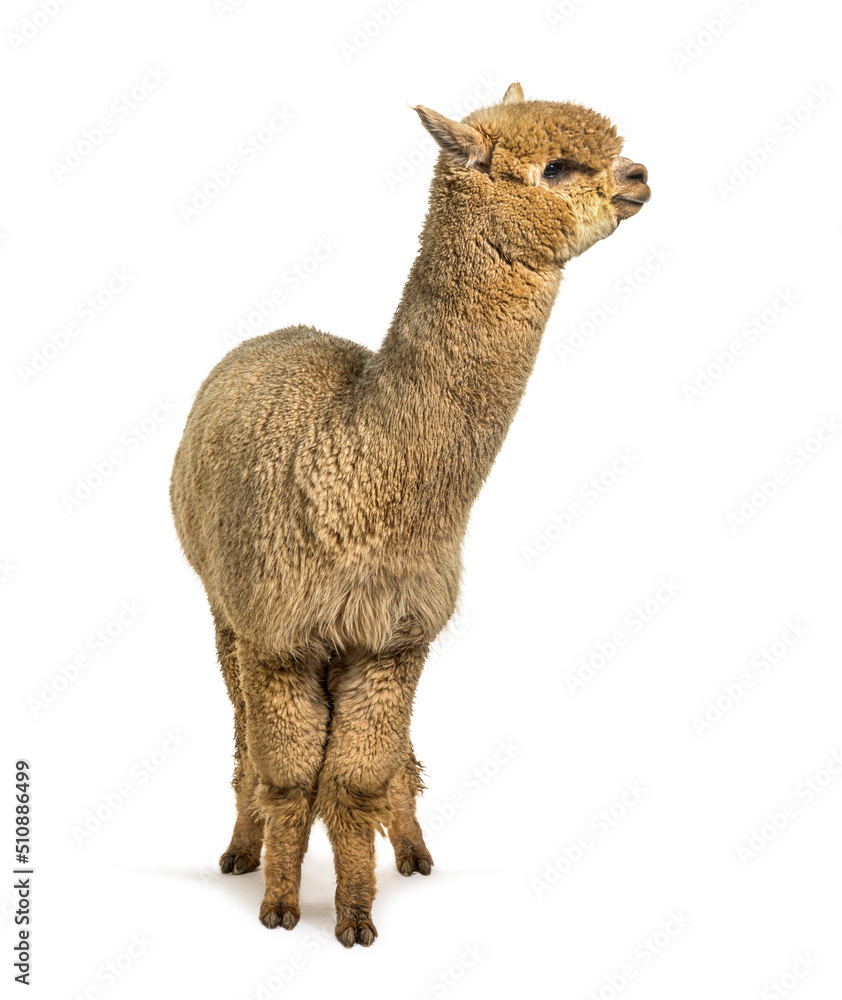 Medium Fawn alpaca - Lama pacos Stock Photo | Adobe Stock