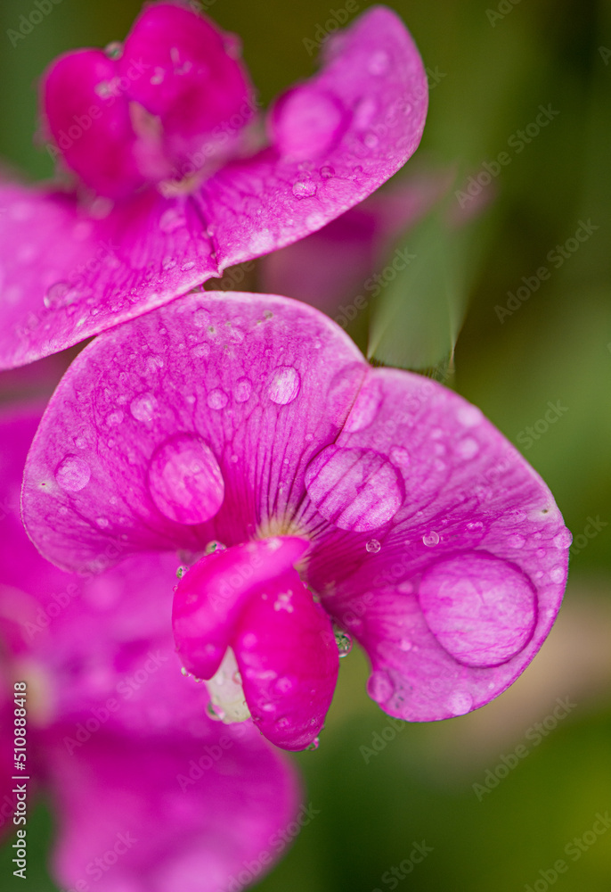 kwiat, roz, charakter, roślin, jardin, kwiat, kwiat, fiolet, kwiat ...