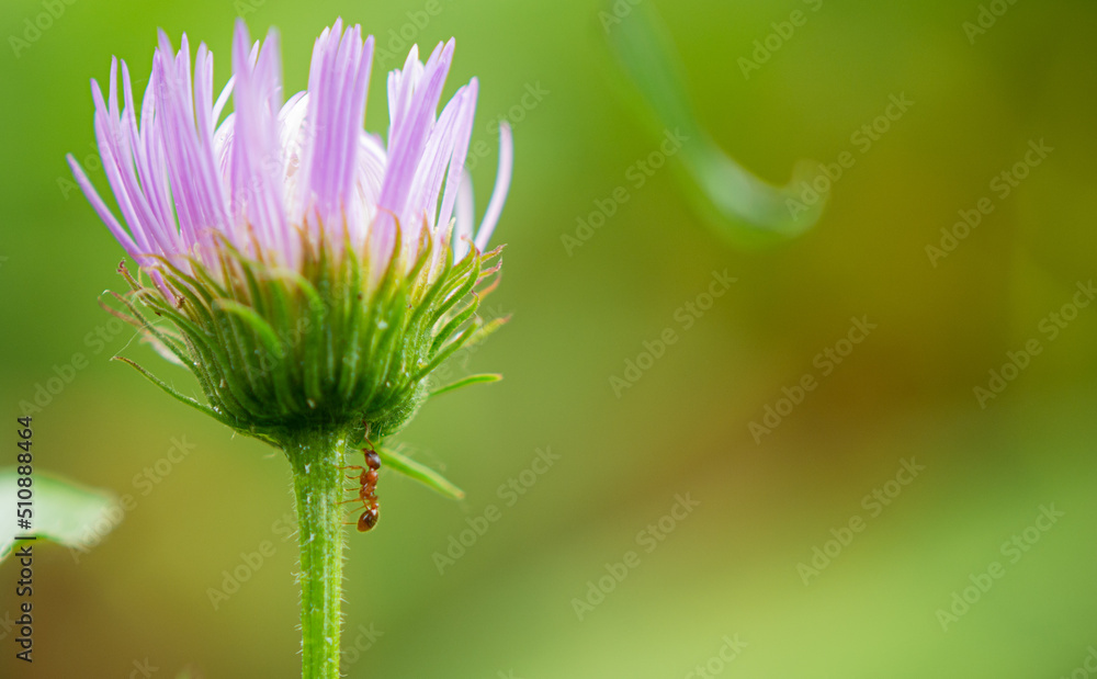 Fototapeta kwiat, oset, charakter, fiolet, roślin, kwiat, roz, bee ...