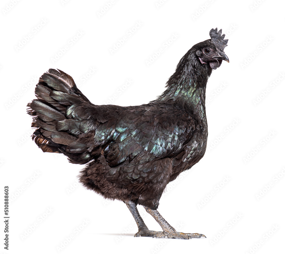 Foto de Side view of a Ayam Cemani hen, isolated on white do Stock ...