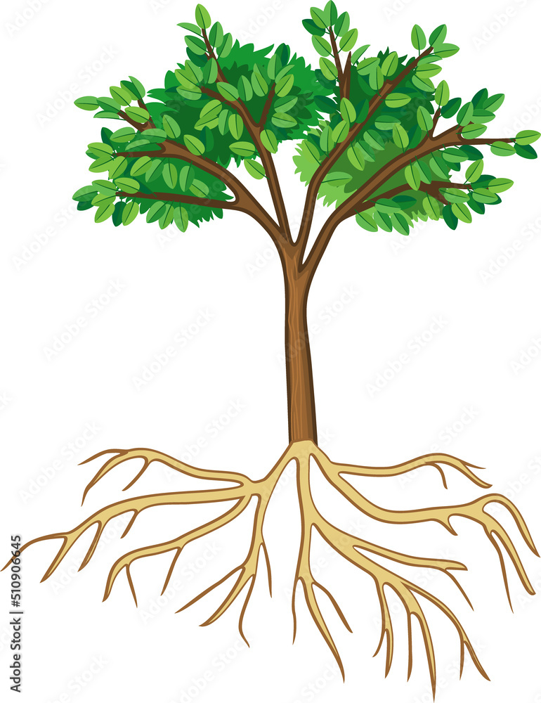 Cartoon tree with green crown and root system isolated on white ...