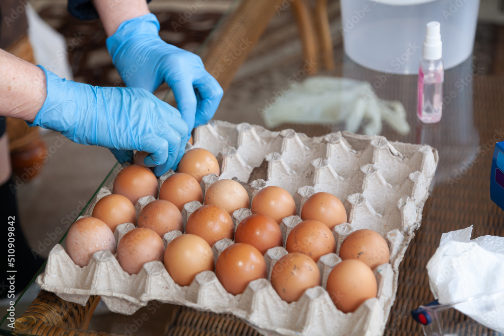 Hands in rubber gloves sorting fresh chicken eggs.. Stock Photo | Adobe ...