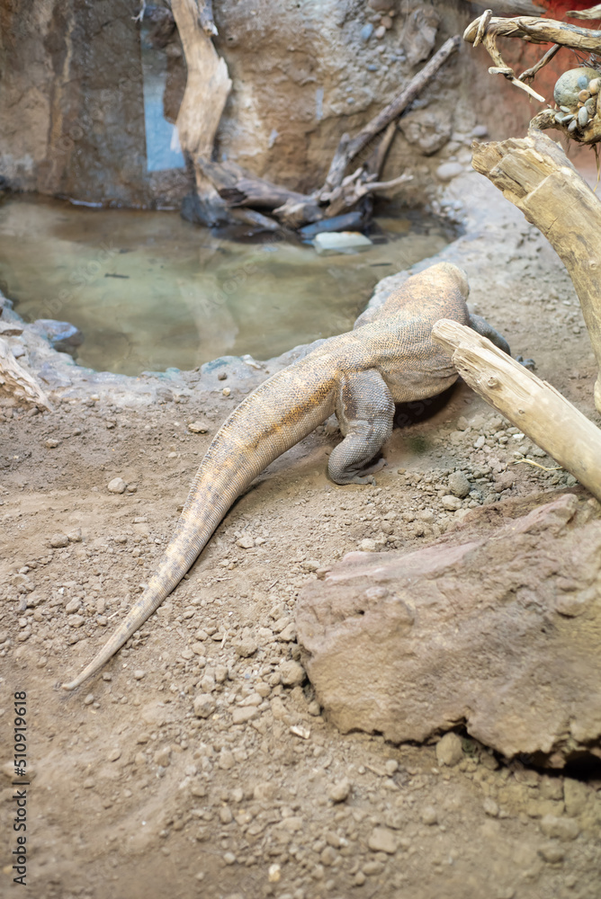 Rear view of a giant Komodo dragon or Varanus komodoensis in natural ...