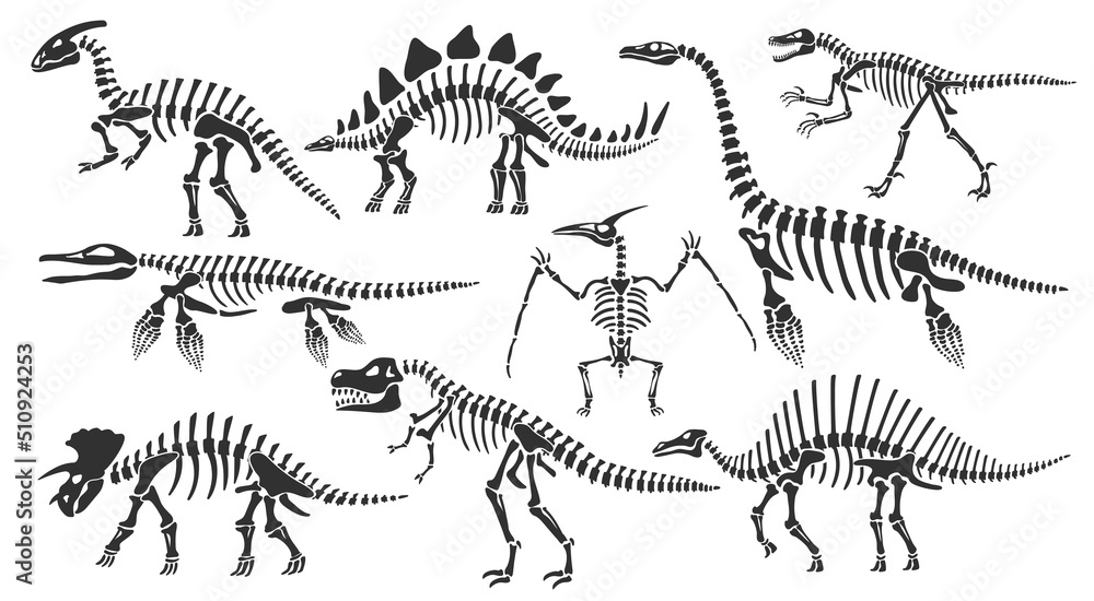 Dinosaur skeletons. Dino bones, stegosaurus fossil and tyrannosaurus ...