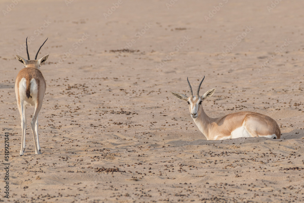 Arabian sand gazelle rest in a hole carved into the desert sands of the ...