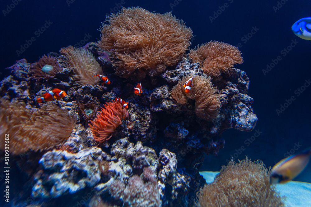 Beautiful coral reefs with exotic colored fish underwater in the ocean ...