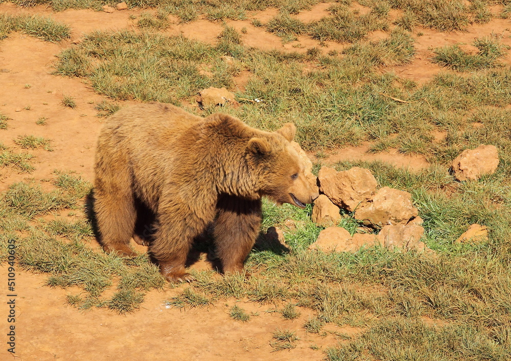 Oso pardo Stock Photo | Adobe Stock