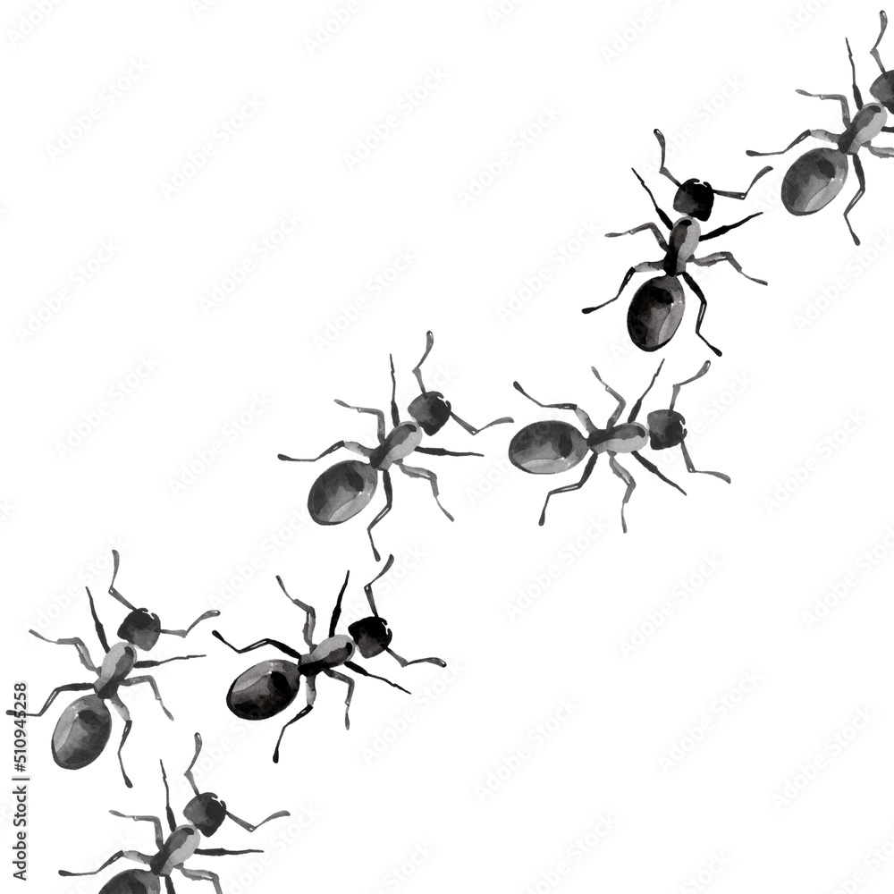 Watercolor illustrated ants in line. Hand painted insects Stock ...