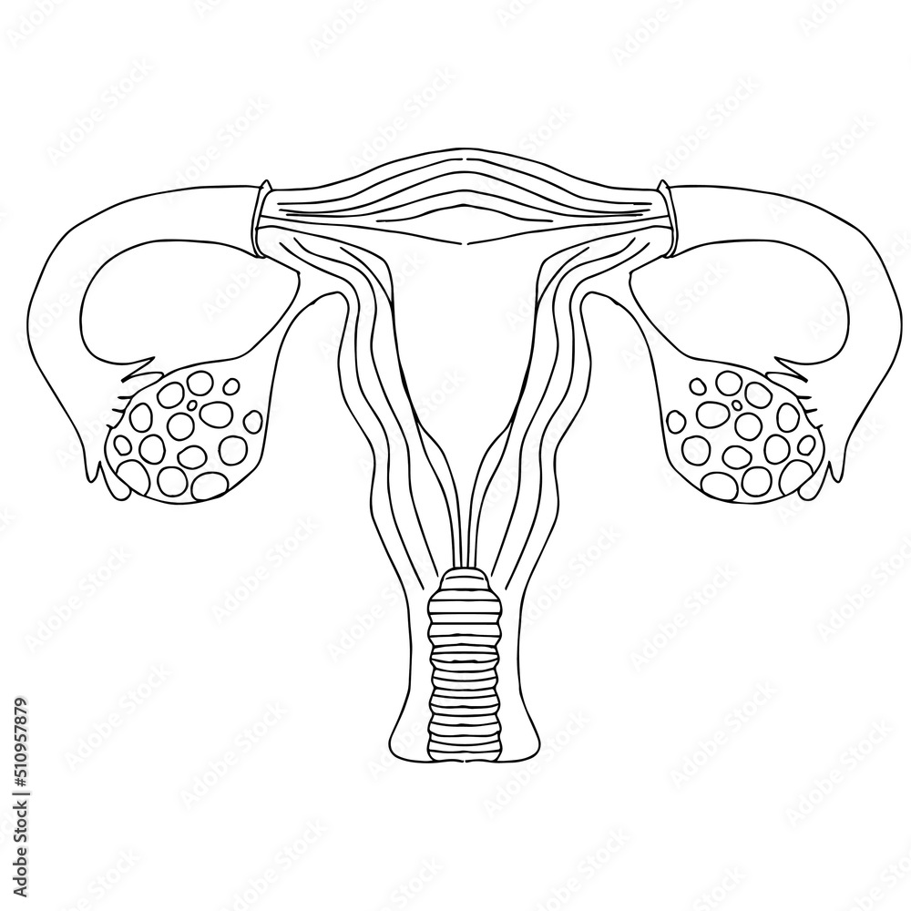 Hand drawn organ of the uterus with flowers, feminism, female nature ...