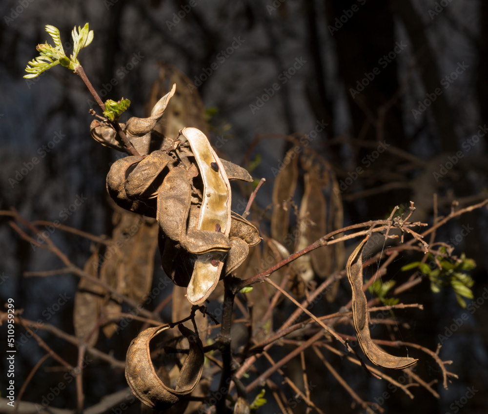 Robinia pseudoacacia, commonly known in its native territory as black ...