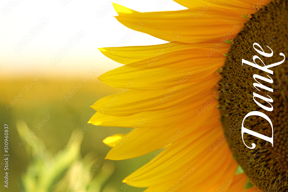 Poster with sunflower and word DANKE (German for Thanks) Stock-Foto ...