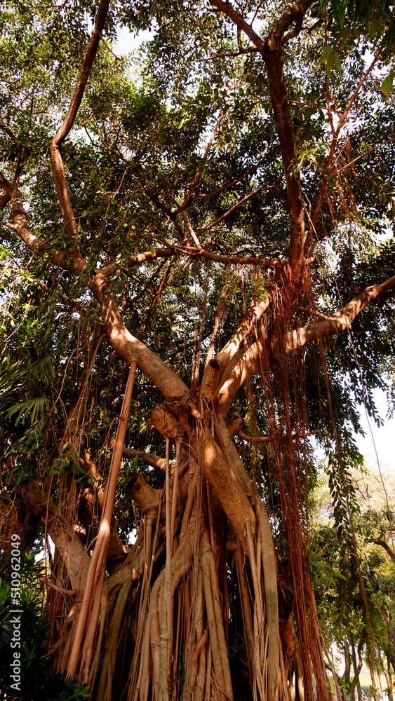 Big old tree with hanging roots at Lapangan Banteng Park, Jakarta Stock ...