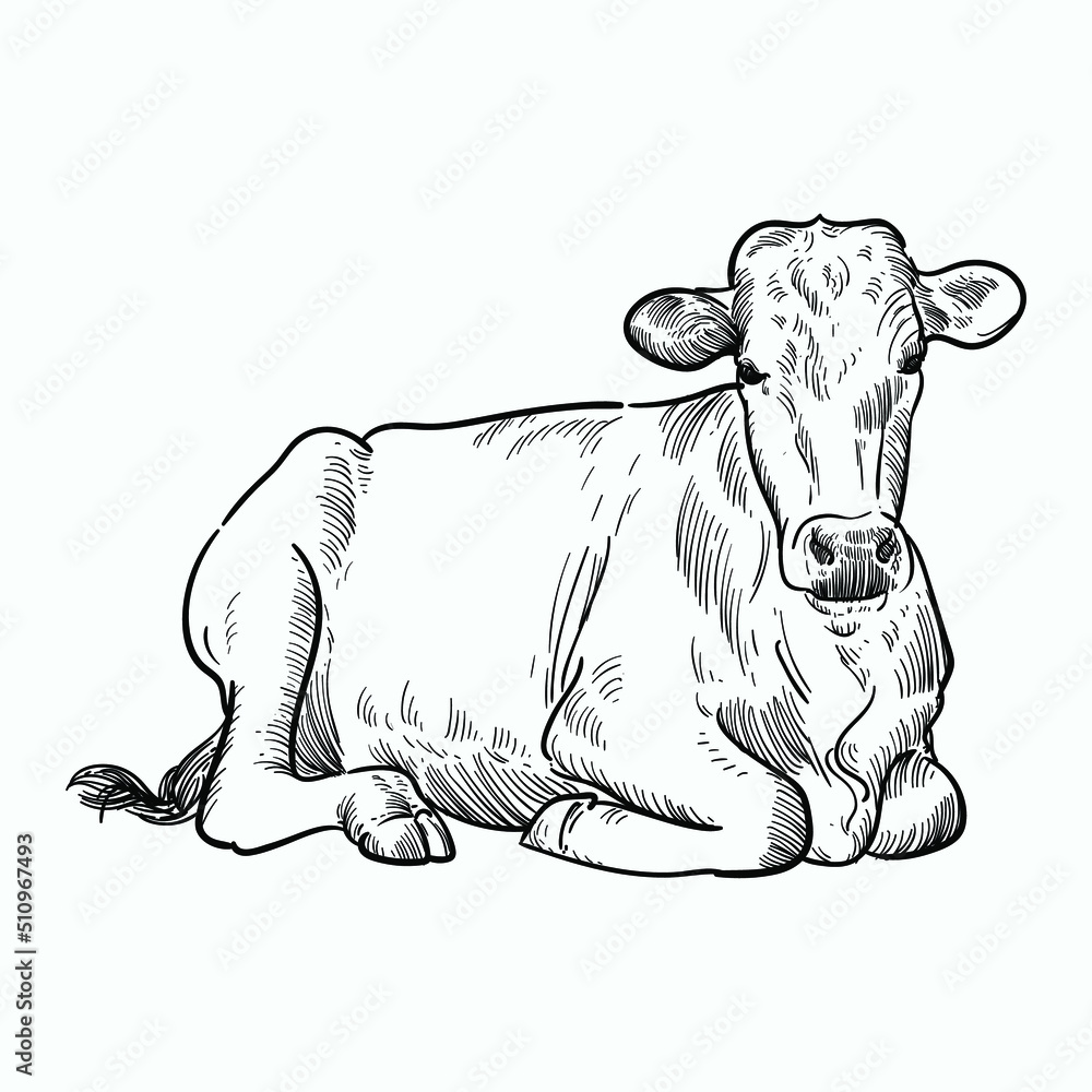 Vintage hand drawn sketch angus cattle Stock Vector | Adobe Stock