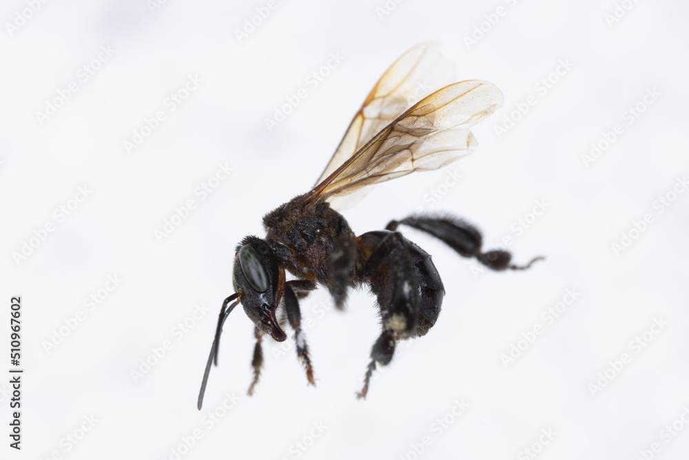 Characteristics of Honey bee and Stingless bee (Hymenoptera) for ...