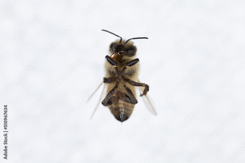 Characteristics of Honey bee and Stingless bee (Hymenoptera) for ...