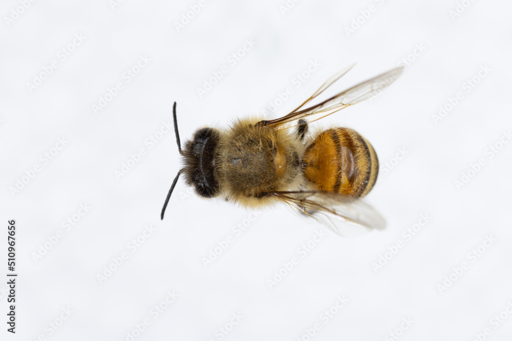 Characteristics of Honey bee and Stingless bee (Hymenoptera) for ...