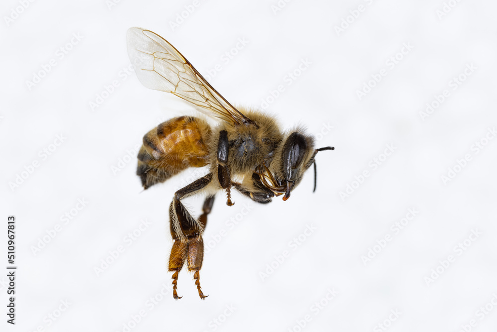 Characteristics of Honey bee and Stingless bee (Hymenoptera) for ...
