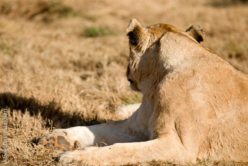 Lioness Observing Her Surroundings In The African Savannah Of South Africa Looking For Prey To