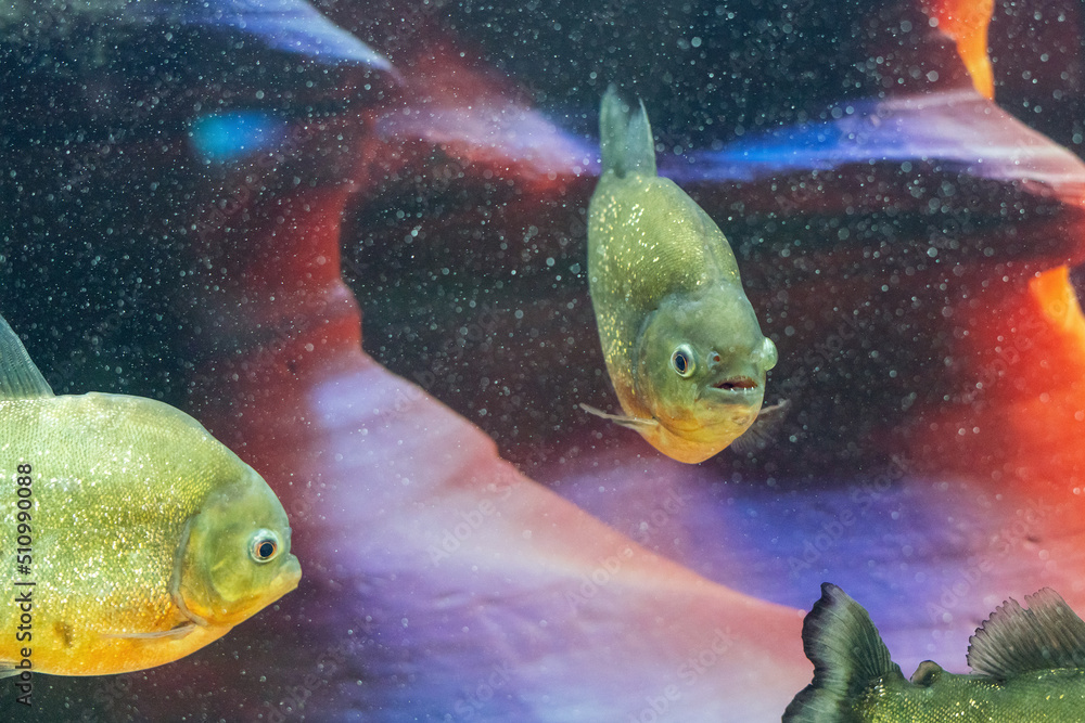 Dangerous predatory fish piranha swims in the aquarium. Pygocentrus ...