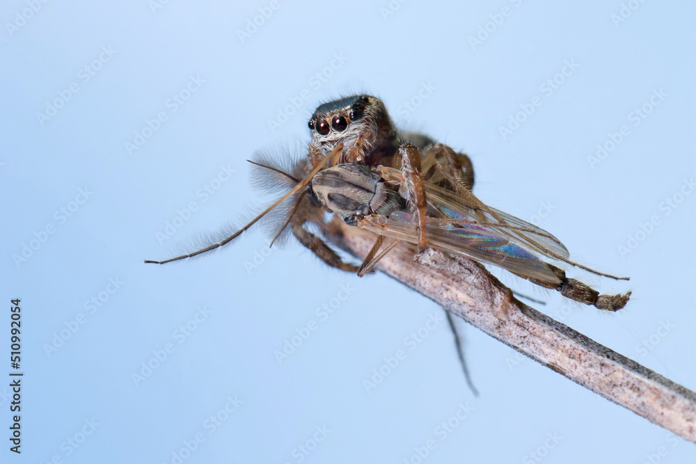 Jumping spiders doesn 't build webs, it jumps and attracts its pray. foto de Stock | Adobe Stock