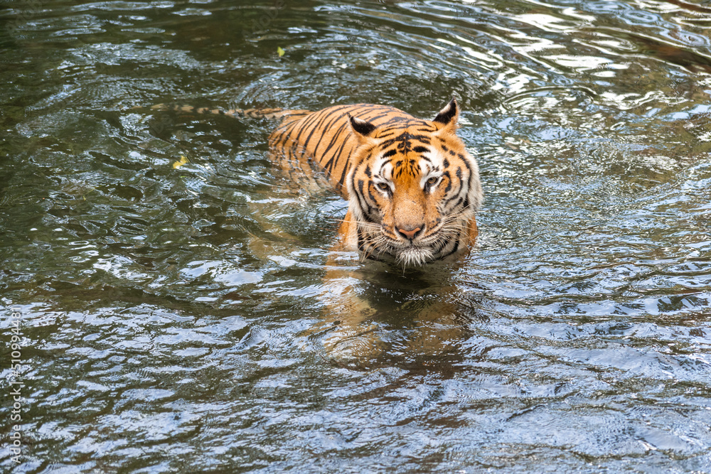 Panthera tigris tigris - Bengal Tiger have ability to swim and hunt its ...