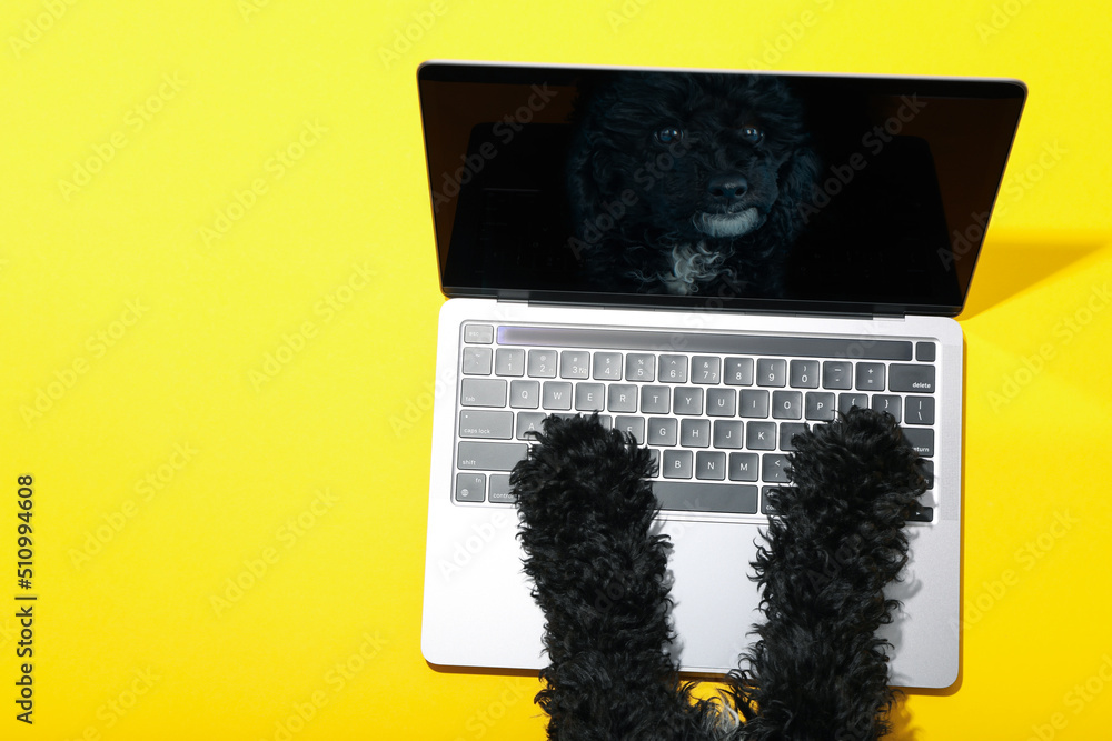 Dog paws on laptop with dog reflection on yellow background Stock Photo ...