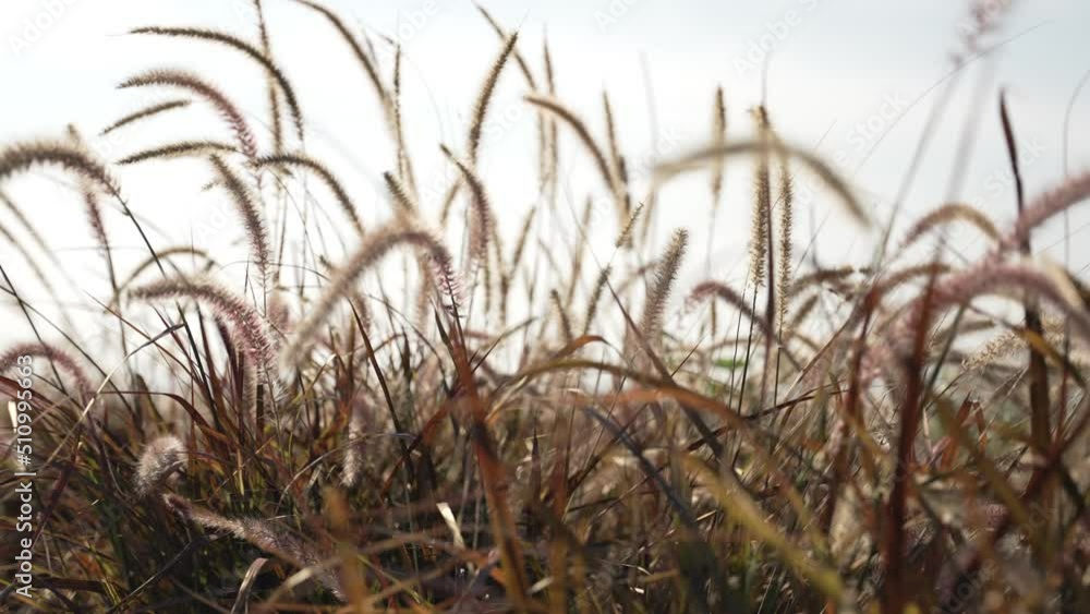 Fuzzy purple reed plants fountain grass moving in the wind in nature ...