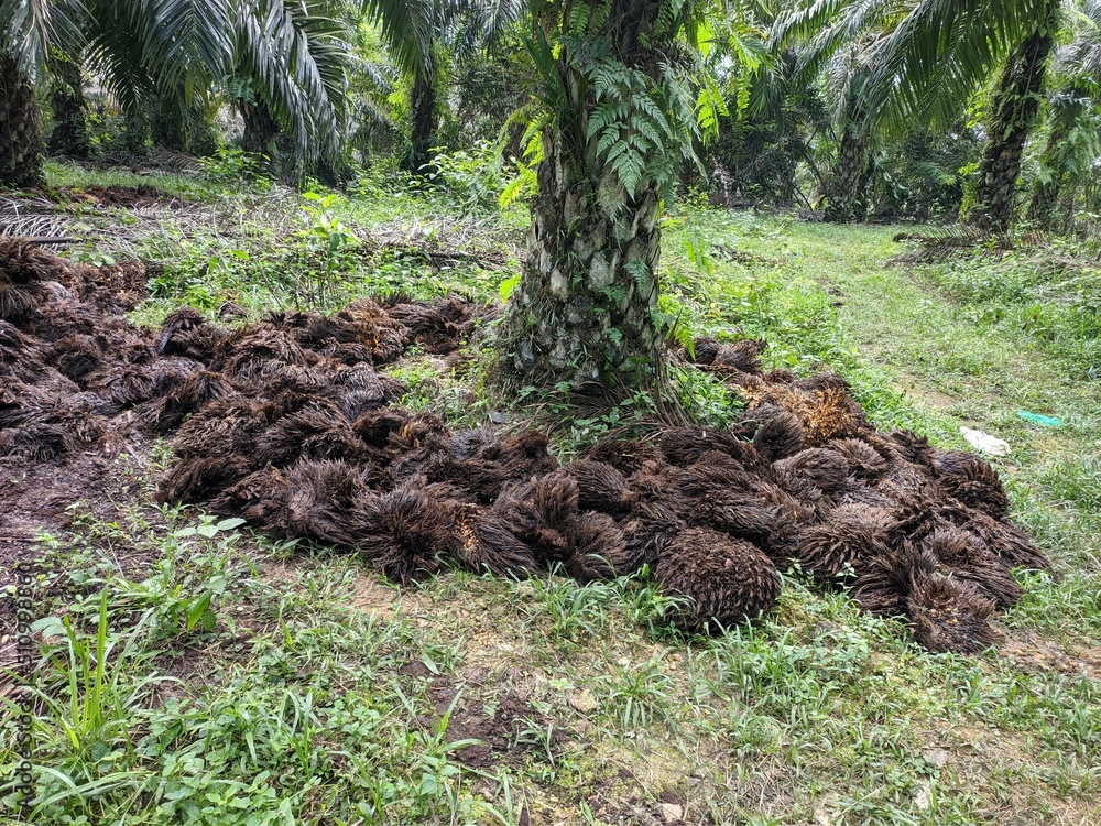 Fotografia do Stock: Oil Palm waste (janjangan kosong) Arranged around ...