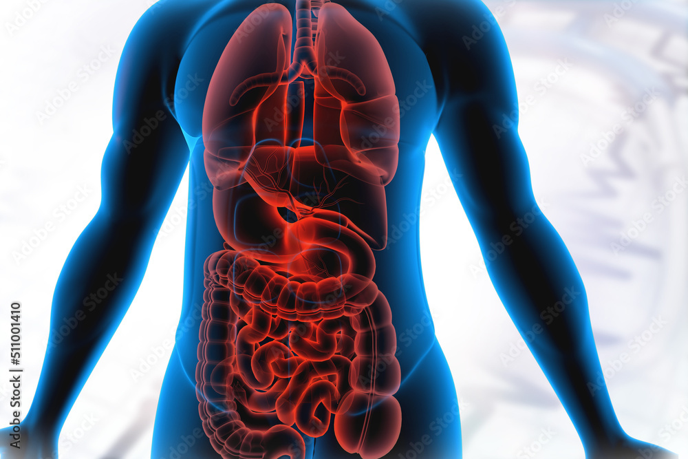 Human body anatomy. 3d illustration. Stock Illustration | Adobe Stock