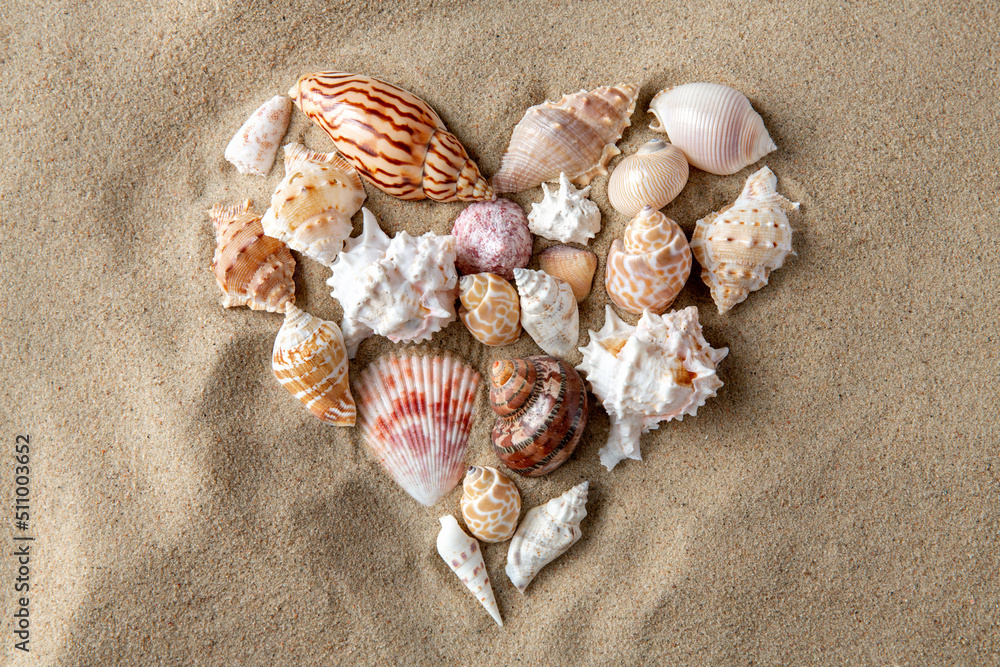 nature and summer holidays concept - different sea shells on beach sand ...