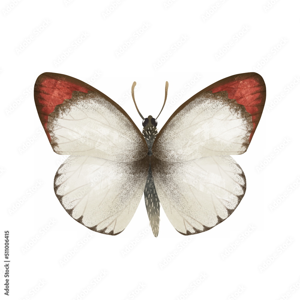 Great Orange Tip Butterfly with colorful wings and antennae isolated on ...