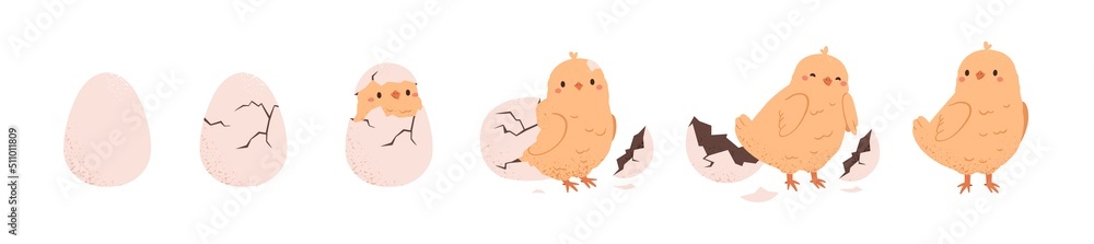 Chicken hatching from egg stages, breaking shell. Cute yellow chick ...