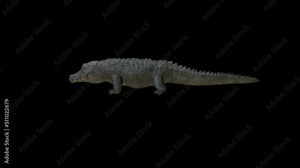 Crocodile Idle animation.Full HD 1920×1080.05 Second Long.Transparent ...