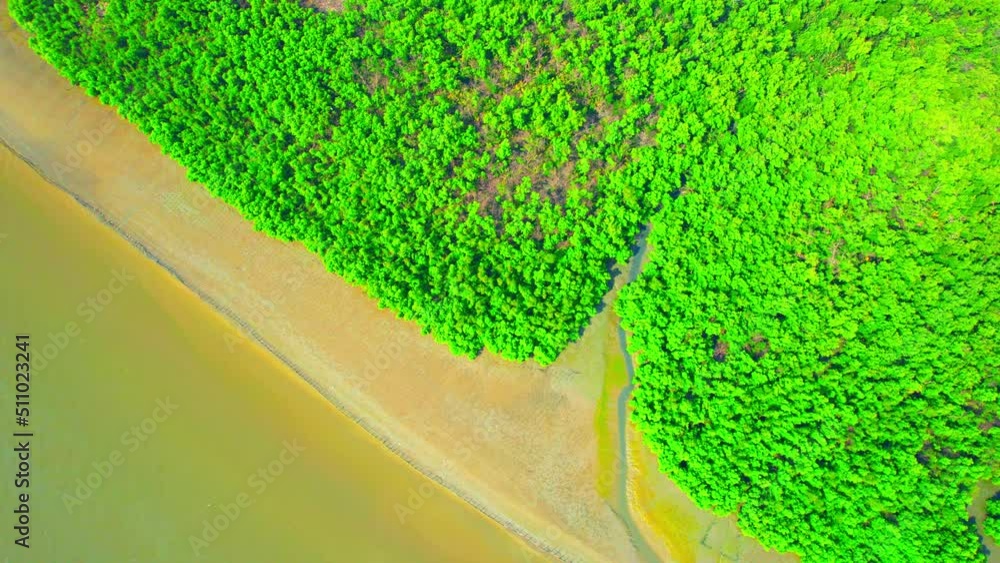 Aerial view from a drone flying over a mangrove forest at low tide ...