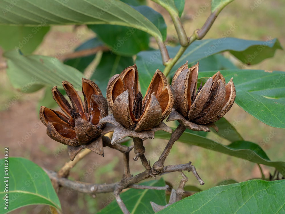 Closeup view of brown dry fruit of tropical tree lagerstroemia speciosa ...