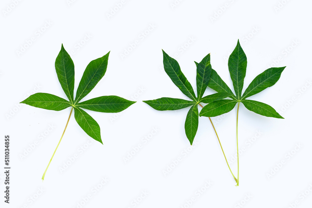 Poster Cassava leaves on white background. – Tableau | Europosters