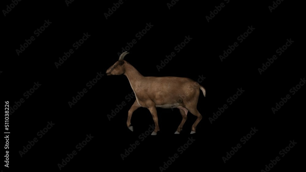 Goat Walk Side View animation.Full HD 1920×1080.6 Second Long ...