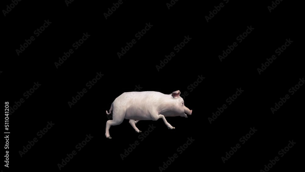Pig Run Transparent Alpha Loop animation.Full HD 1920×1080.6 Second ...