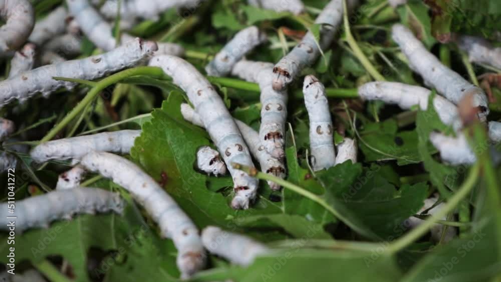 Silkworms feeding on mulberry leaves in a silkworm production facility ...