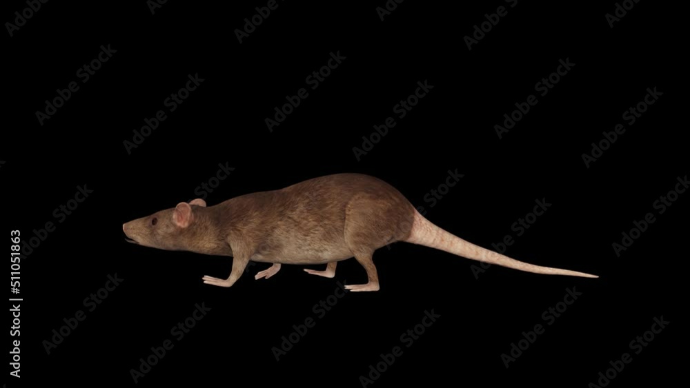 3D Rat Walk animation.Full HD 1920×1080.7 Second Long.Transparent Alpha ...