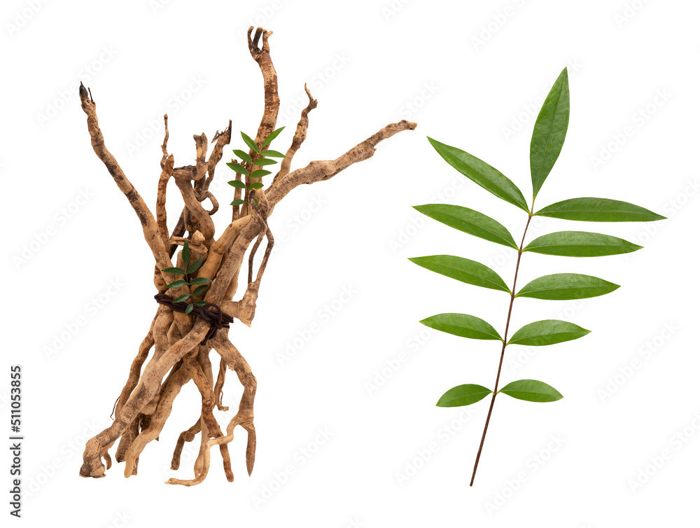 Eurycoma longifolia Jack,dried roots and green leaves isolated on white ...