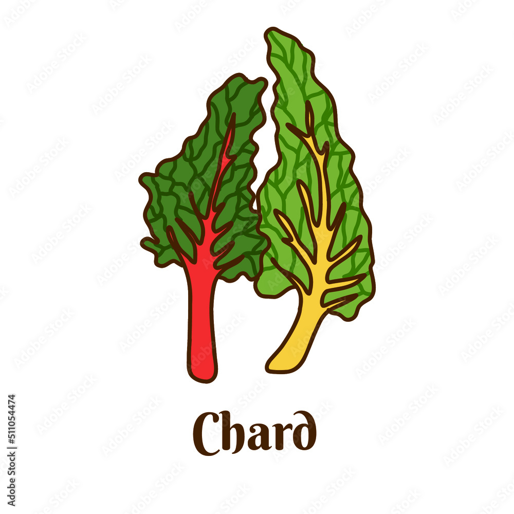 Hand drawn flat cartoon vector illustration of chard isolated on white ...