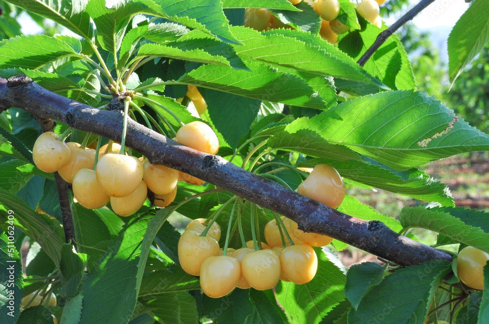 Group of hanging yellow cherries with green leaves. Variety of Starks ...